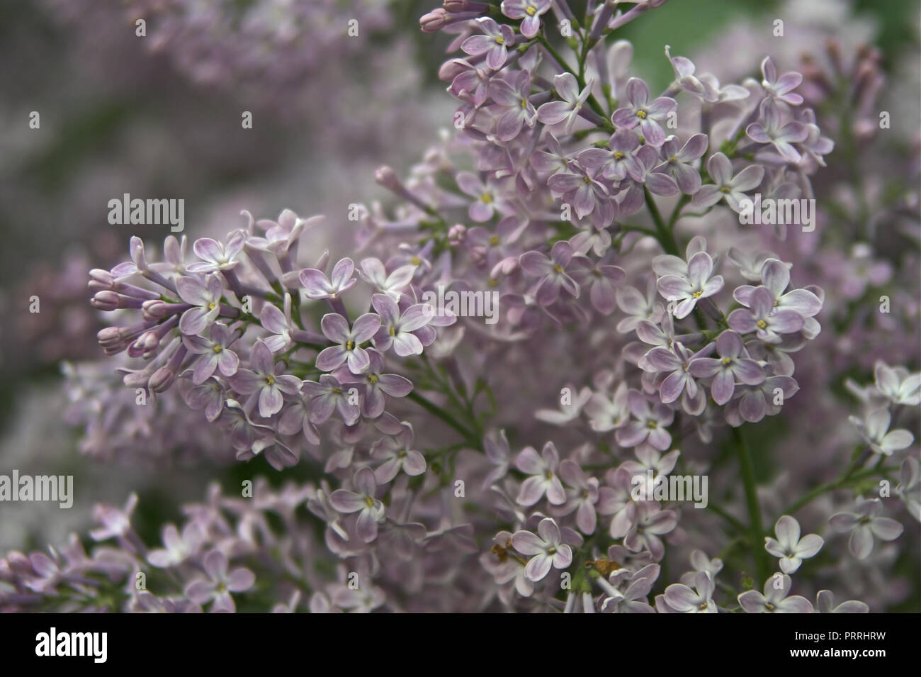 Syringa vulgaris (lilac or common lilac). Lilak pospolity Stock Photo ...