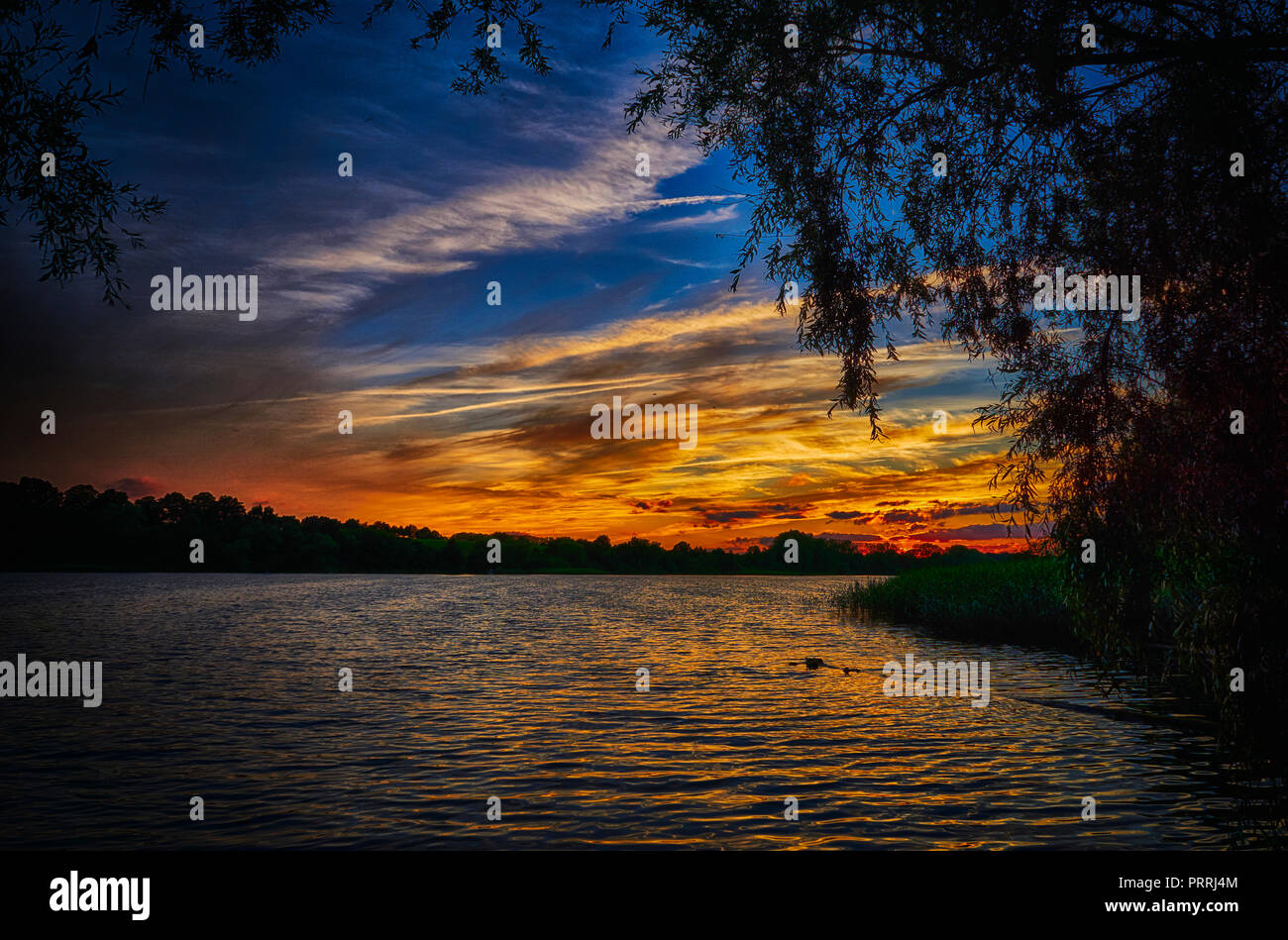Sunset through pine trees lake hi-res stock photography and images - Alamy