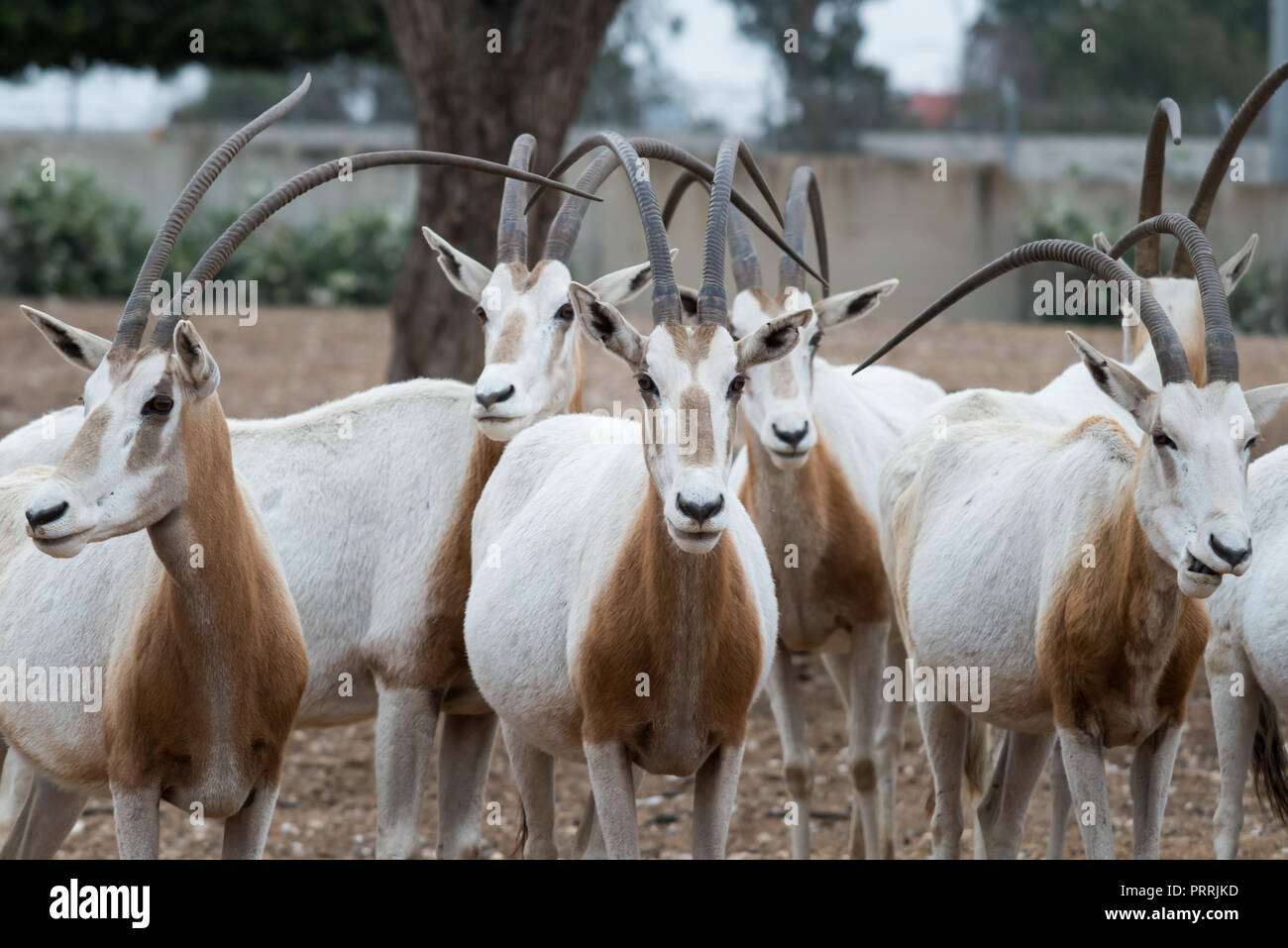 Morning Tour at Ramat Gan Safari Park, Israel Stock Photo - Alamy