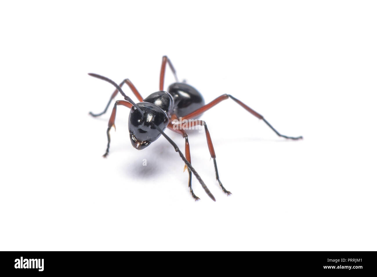 Common black ant or black garden ant isolated on white background Stock ...