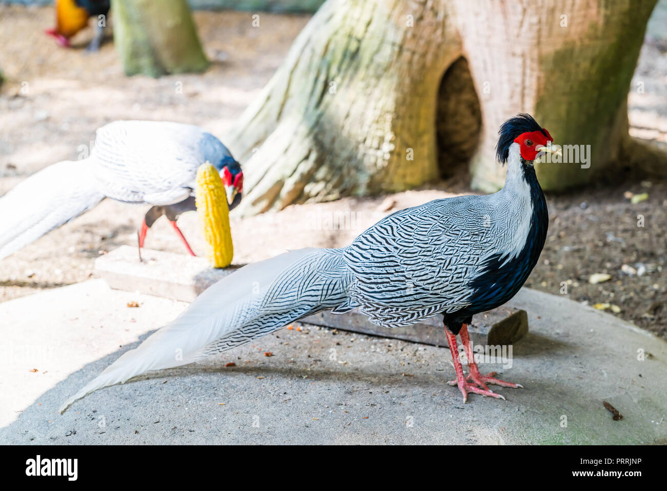 Silver pheasant hi-res stock photography and images - Alamy