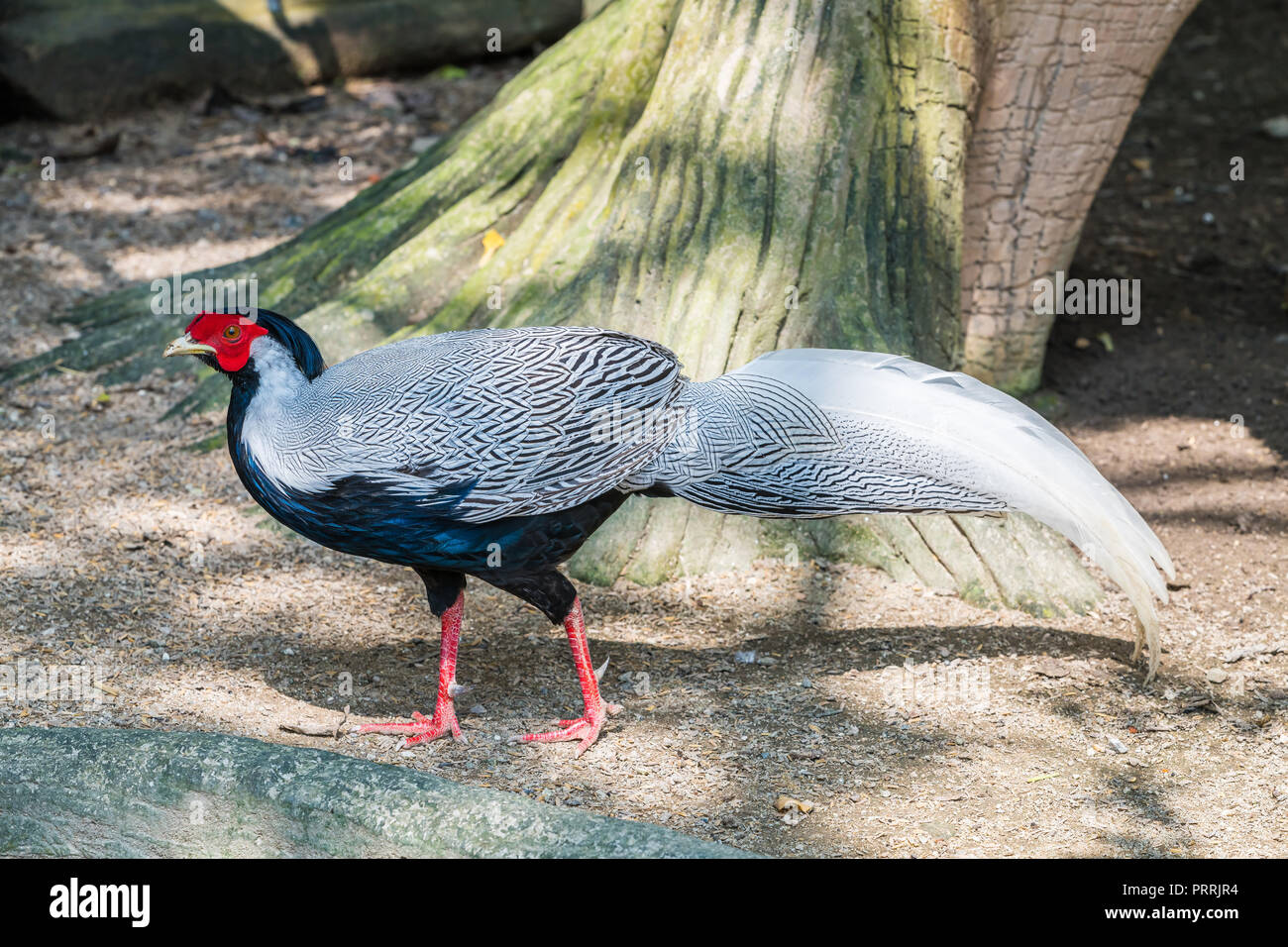 Silver Pheasant High Resolution Stock Photography and Images - Alamy