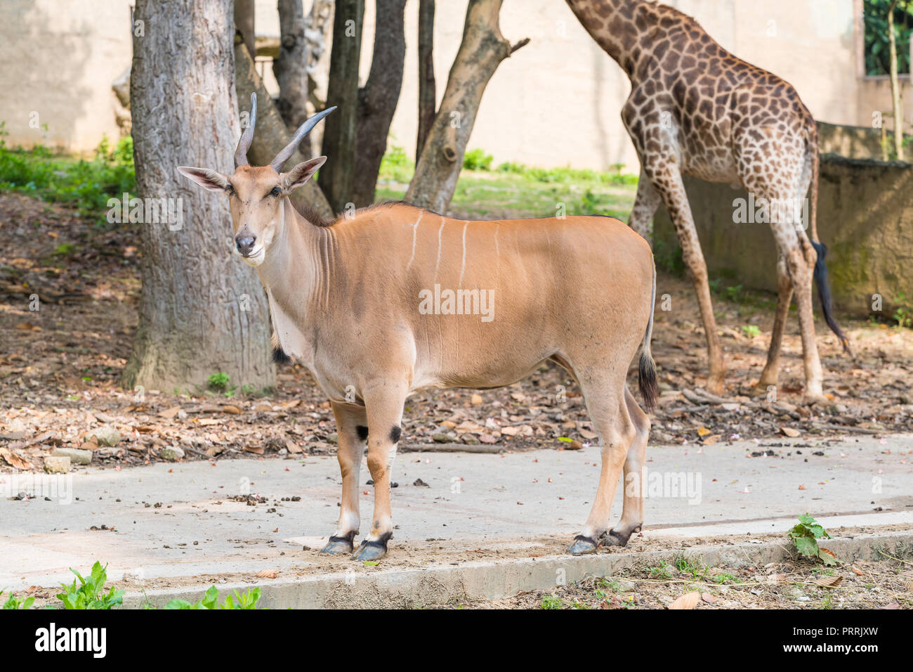 Eland antelope in a zoo Stock Photo - Alamy