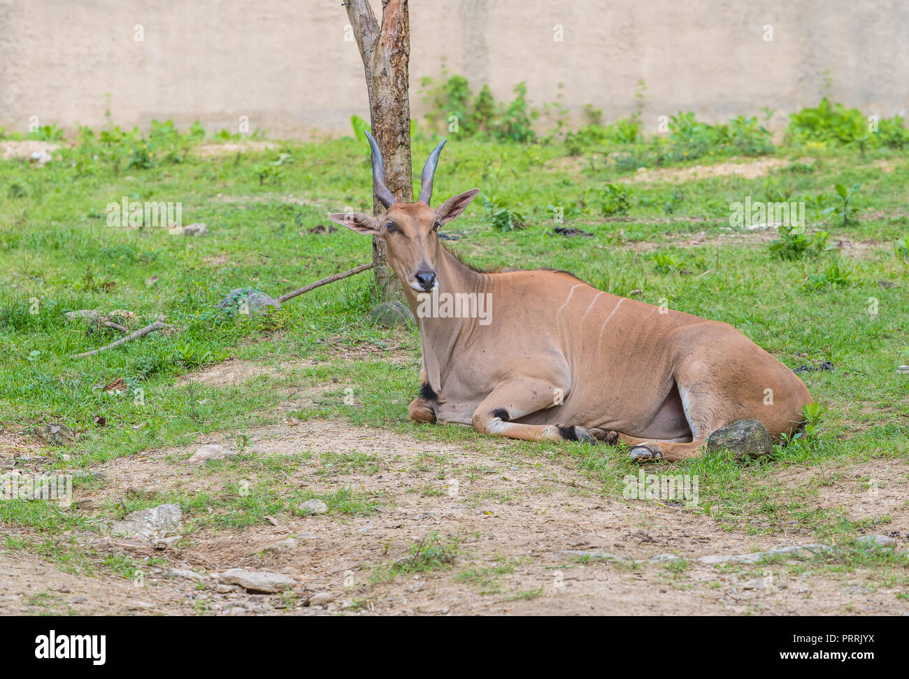 Eland antelope in a zoo Stock Photo - Alamy