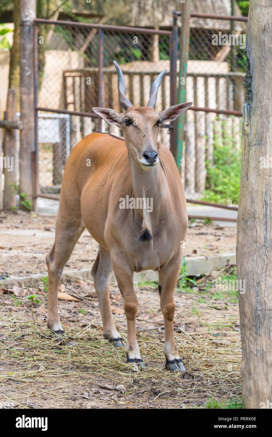 Eland antelope in a zoo Stock Photo - Alamy