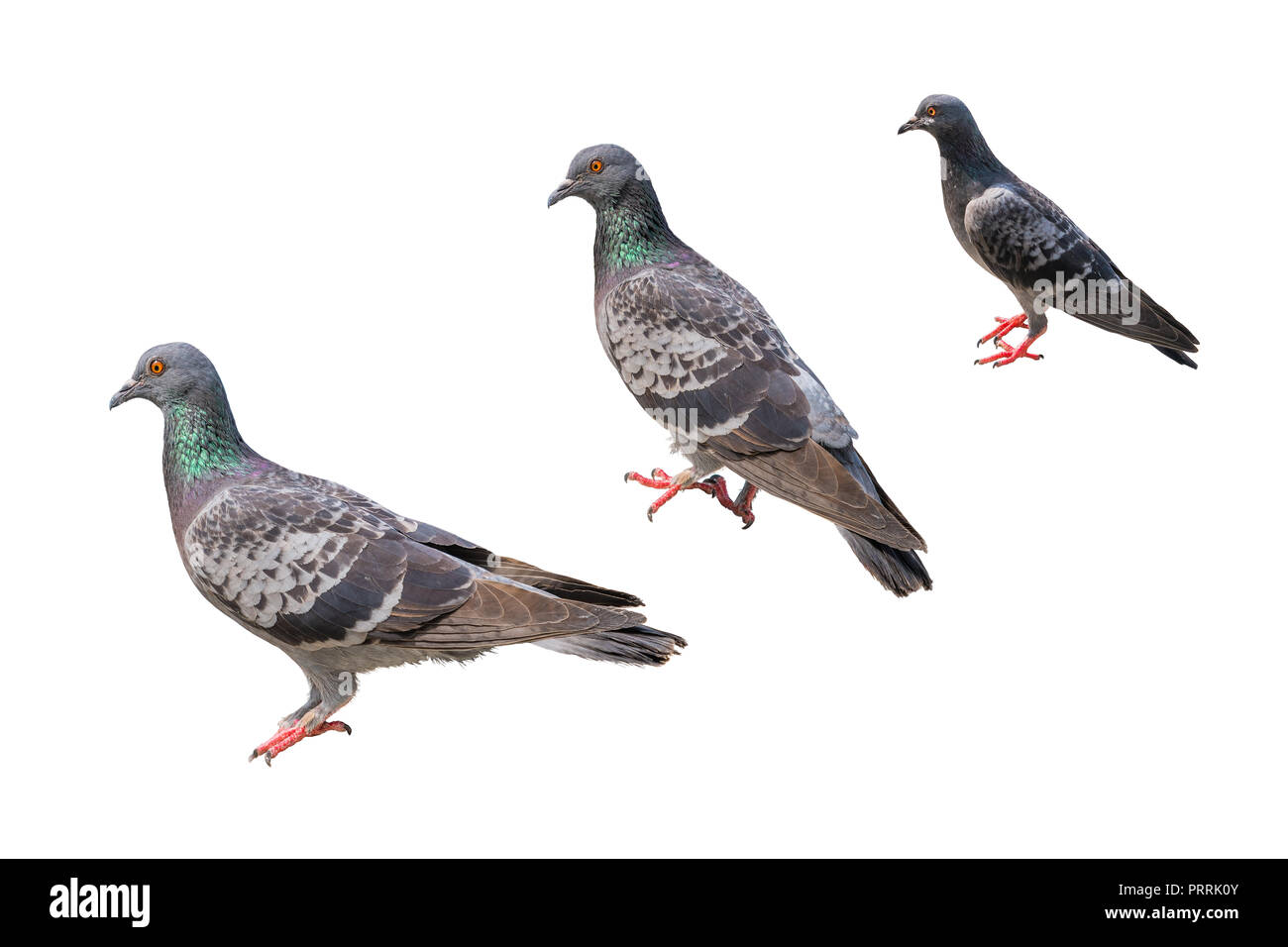 Pigeons park Cut Out Stock Images & Pictures - Alamy