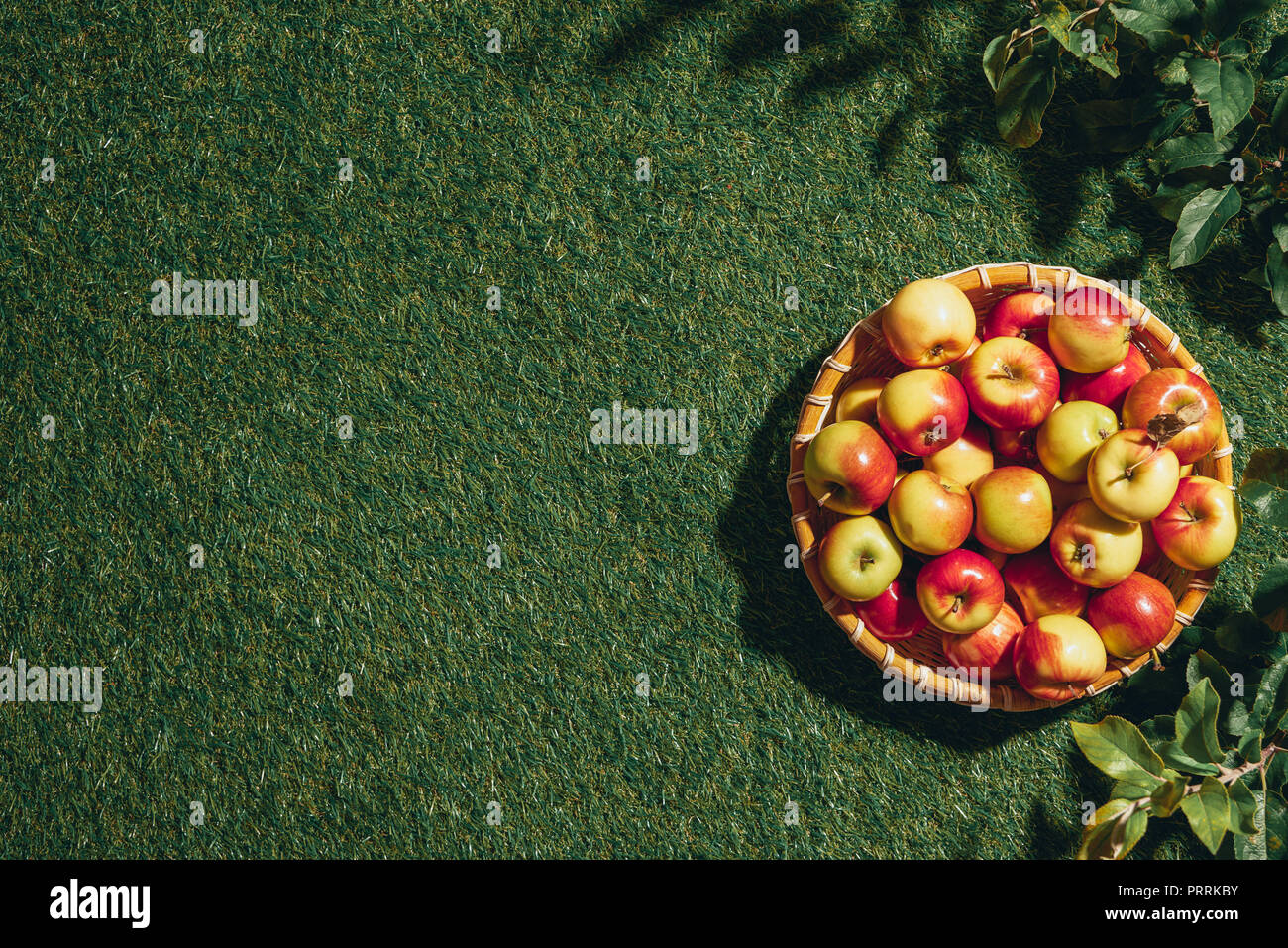 fresh apples in wicker basket with apple tree leaves on grass ...