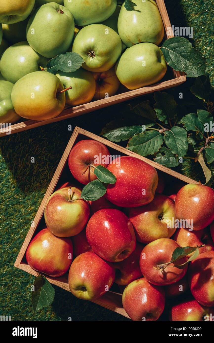 green and red apples in wooden boxes with apple tree leaves Stock Photo ...