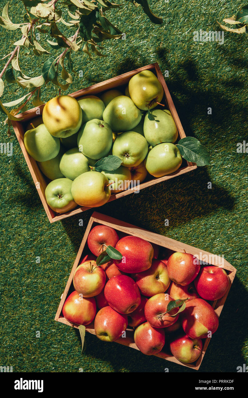 top view of green and red apples in wooden boxes with apple tree leaves ...