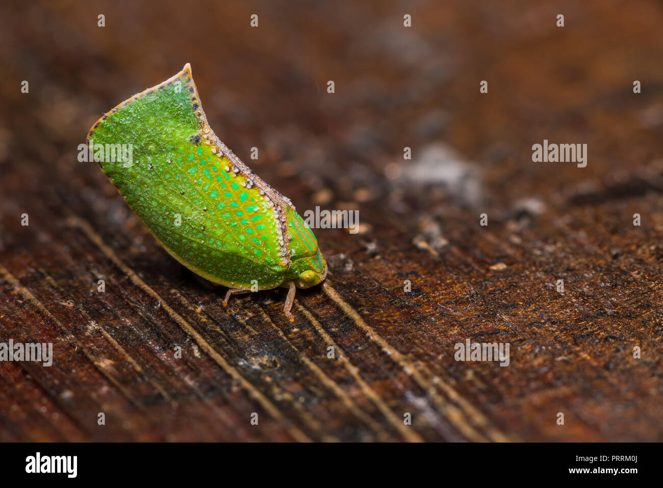 Flatid planthopper isolated on palm bark Stock Photo - Alamy