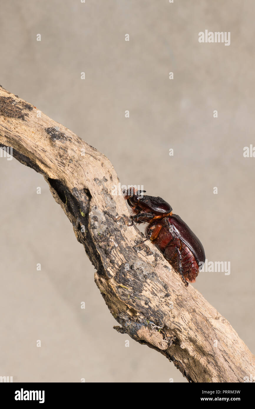 A Coconut rhinoceros beetle one of the invasive species that attacks ...