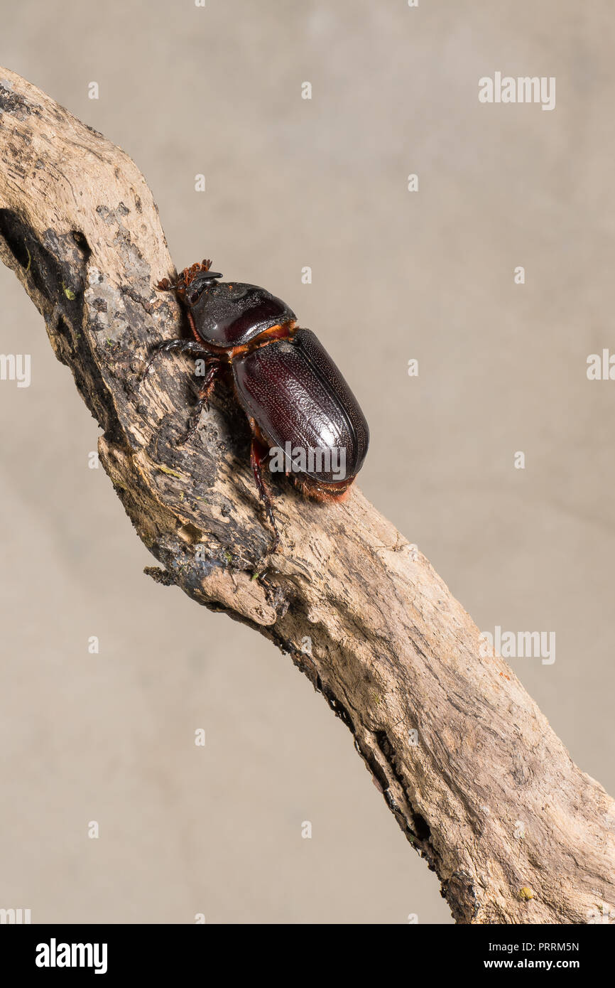 A Coconut rhinoceros beetle one of the invasive species that attacks ...