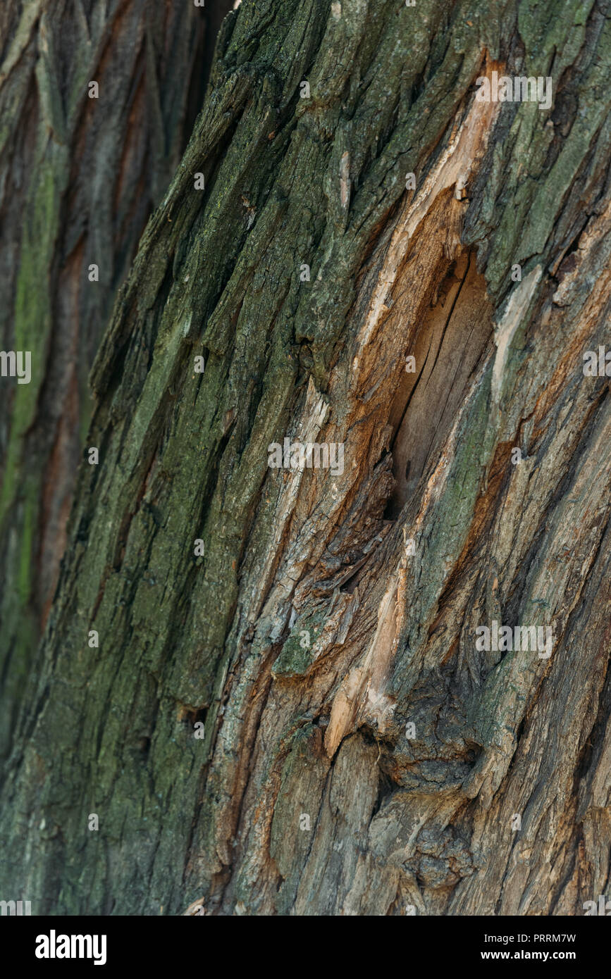 Cracked rough tree bark background Stock Photo - Alamy