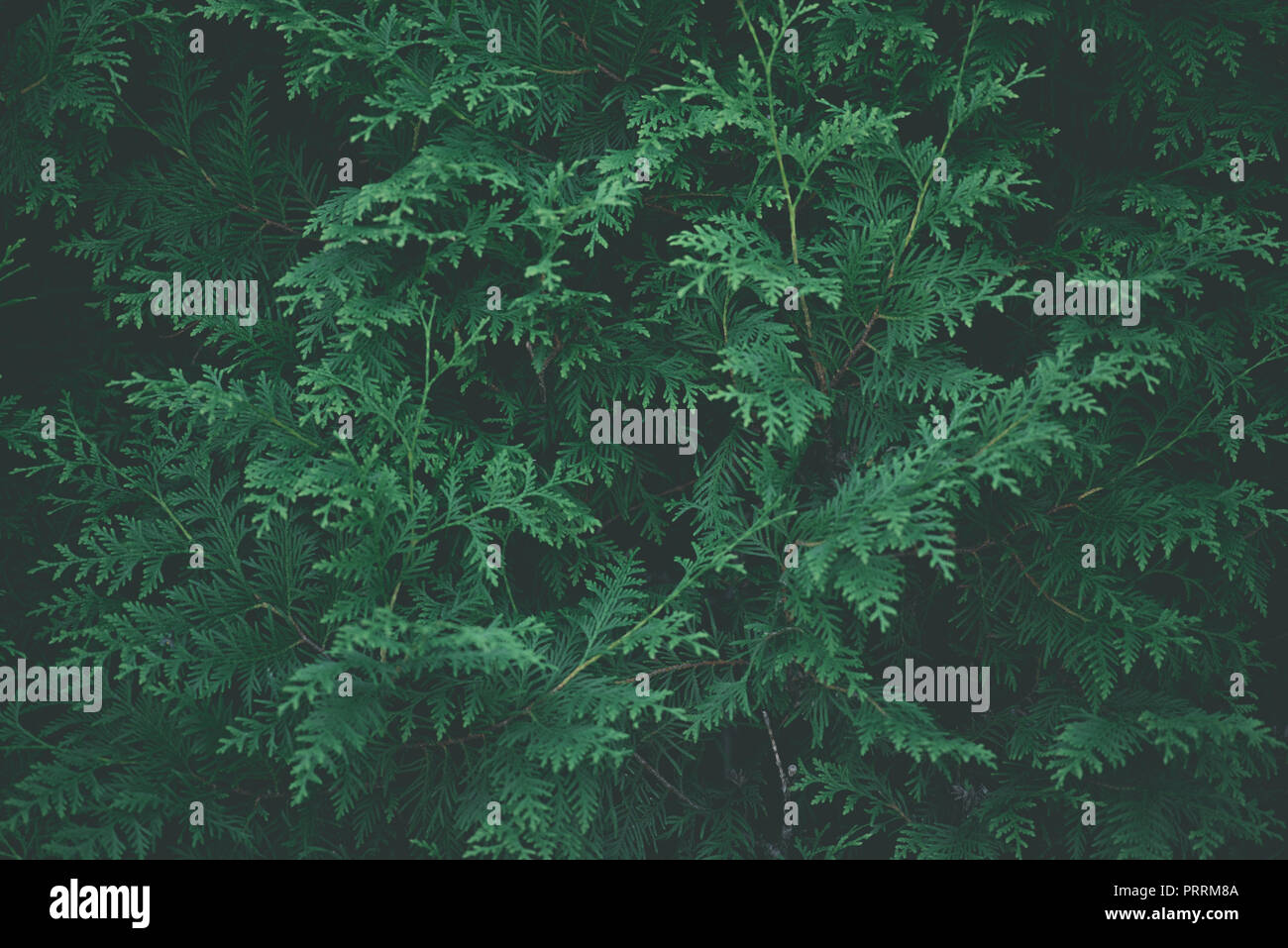 Green cypress tree hi-res stock photography and images - Alamy
