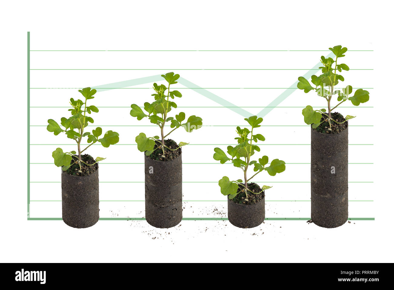 Bar chart represented by the soil and the young plant with the line ...