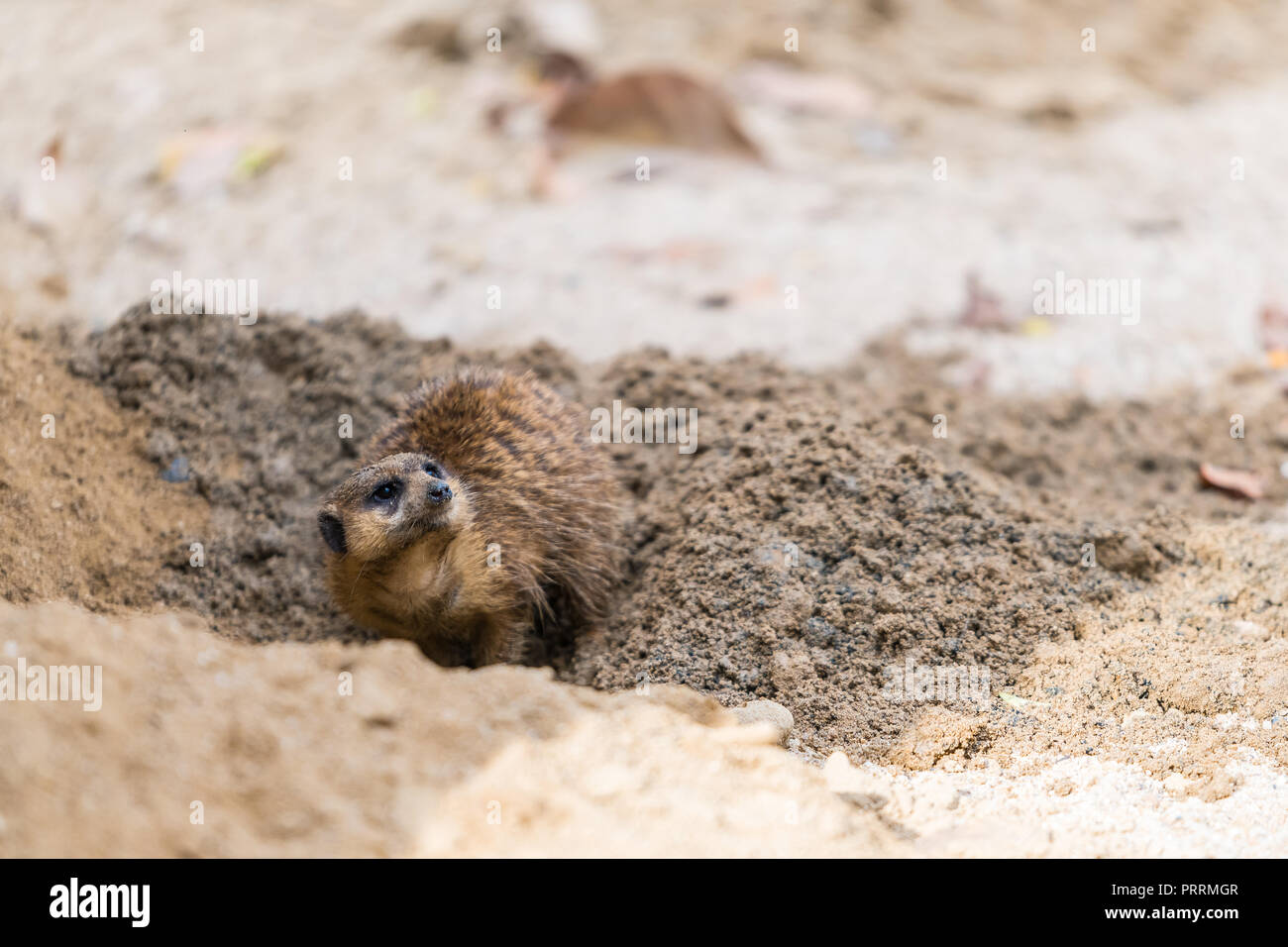 The meerkat is digging the hole Stock Photo - Alamy