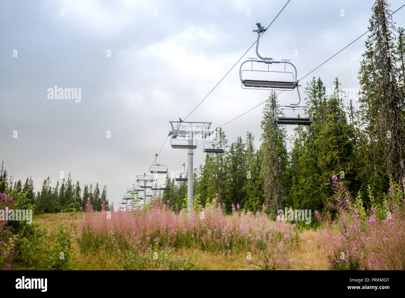 ski lift over field with lupine flowers, Trysil, Norway's largest ski ...