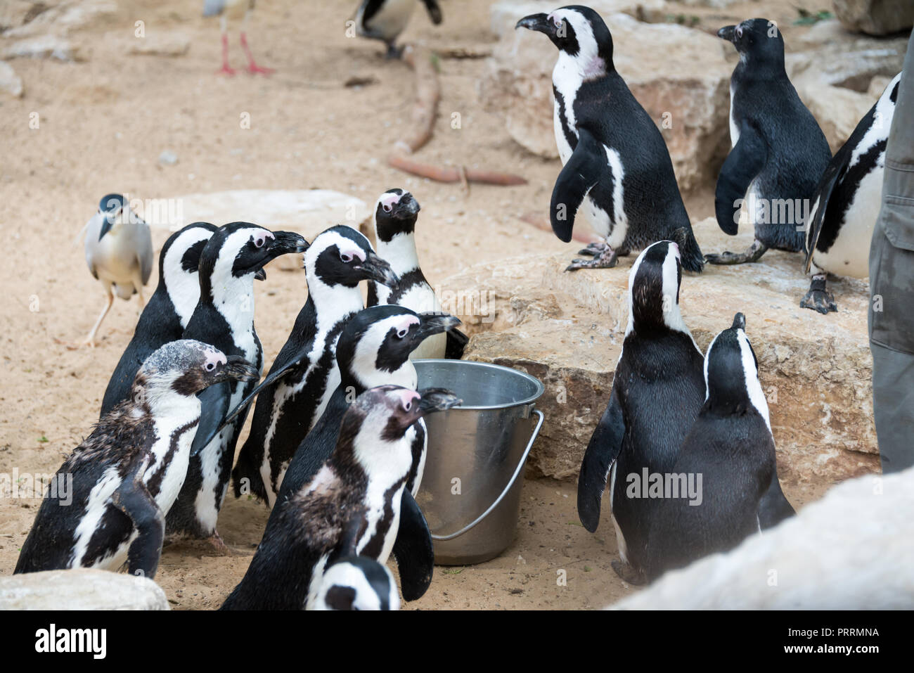Morning Tour at Ramat Gan Safari Park, Israel Stock Photo - Alamy