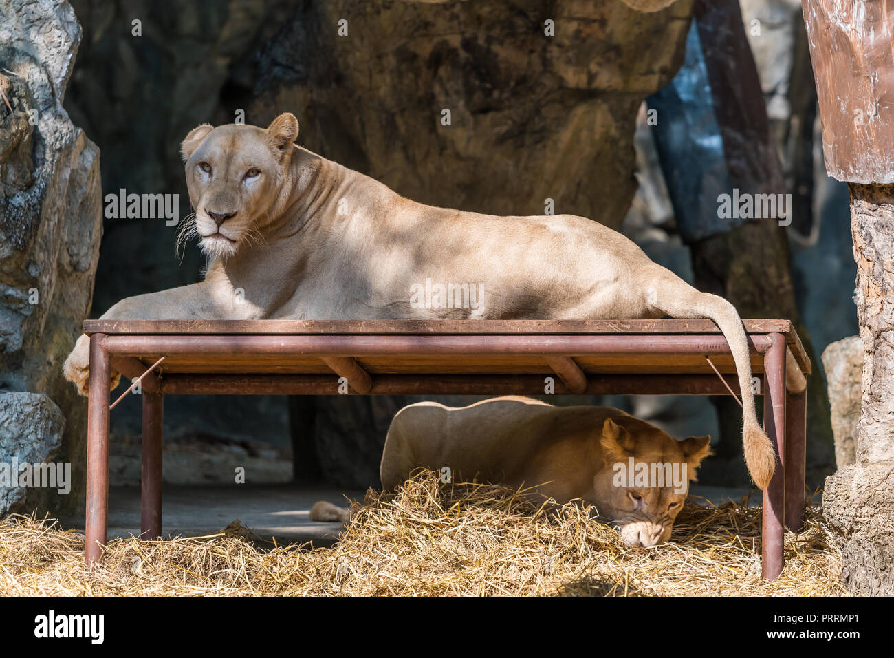 The white lion rest on the table while the other one playing underneath ...