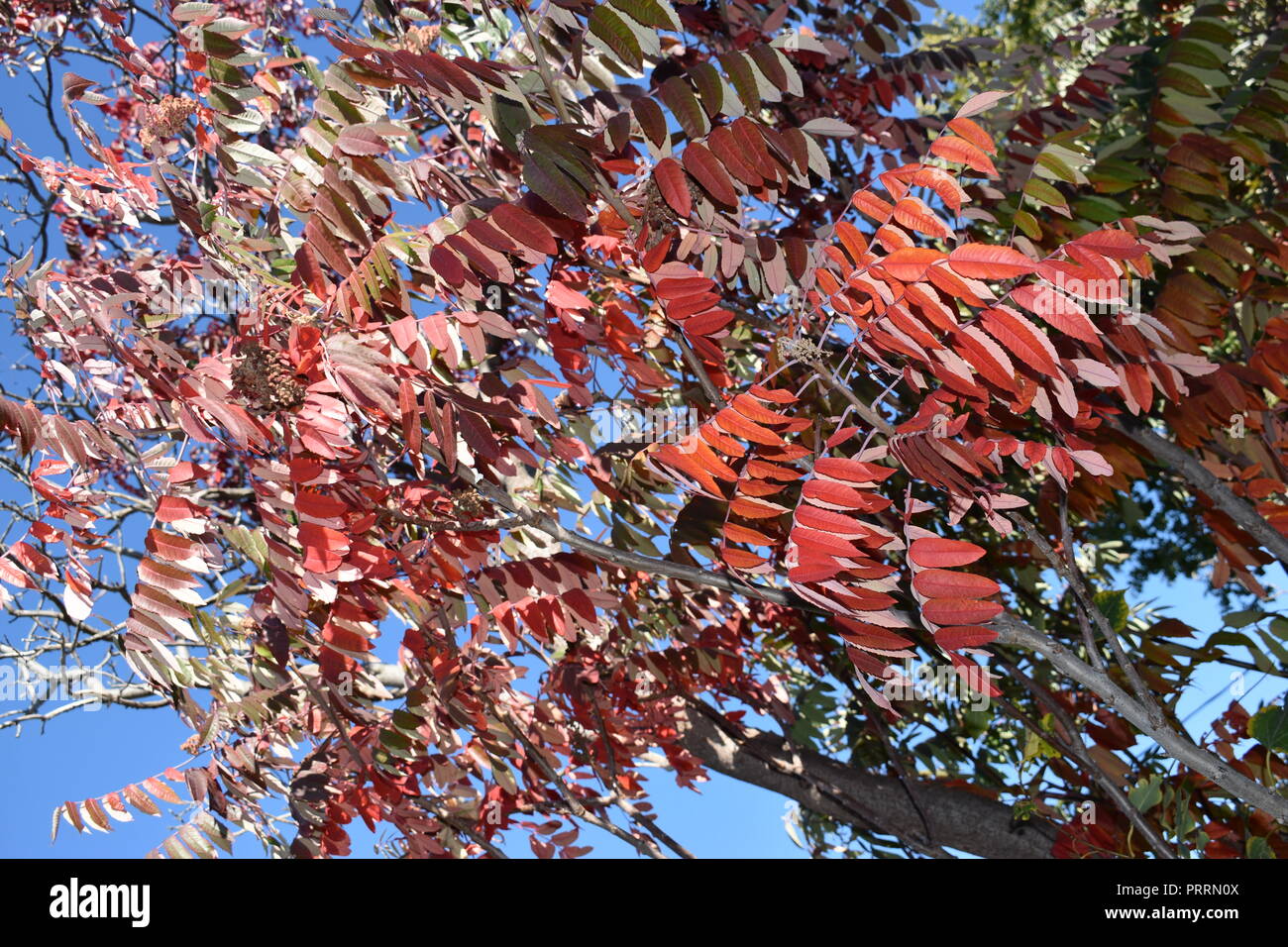 fall colors in the trees Stock Photo - Alamy