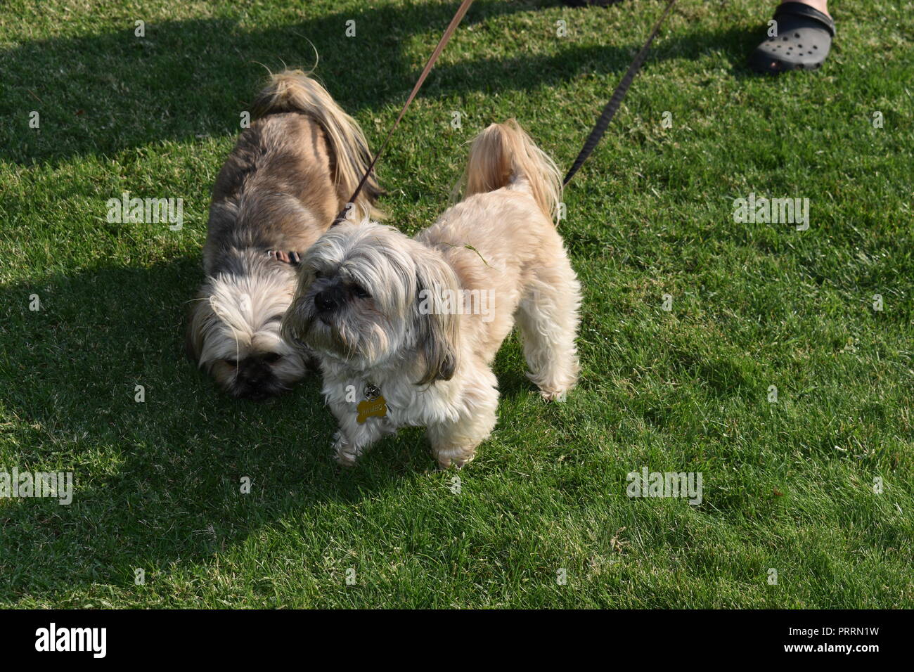 two little dogs going for a walk Stock Photo - Alamy