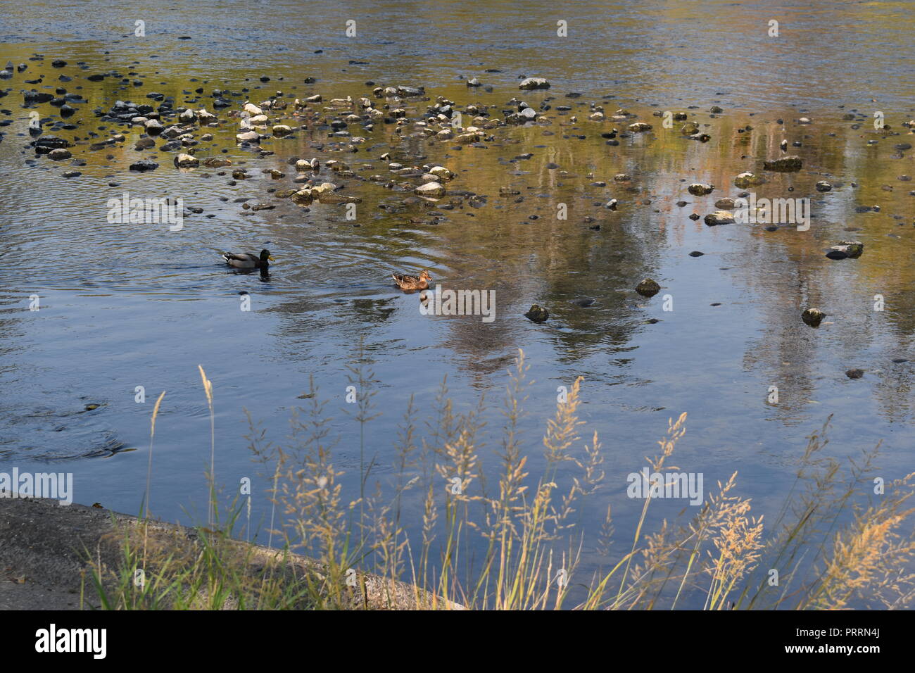 Rogue river oregon wildlife hi-res stock photography and images - Alamy