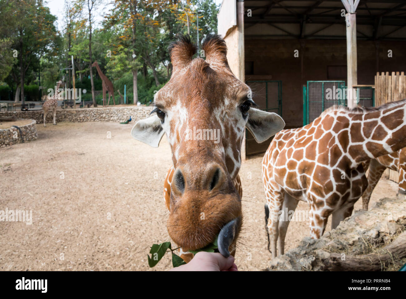 Morning Tour at Ramat Gan Safari Park, Israel Stock Photo - Alamy