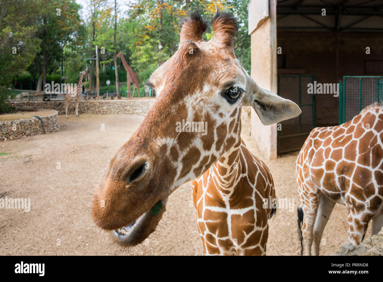 Morning Tour at Ramat Gan Safari Park, Israel Stock Photo - Alamy