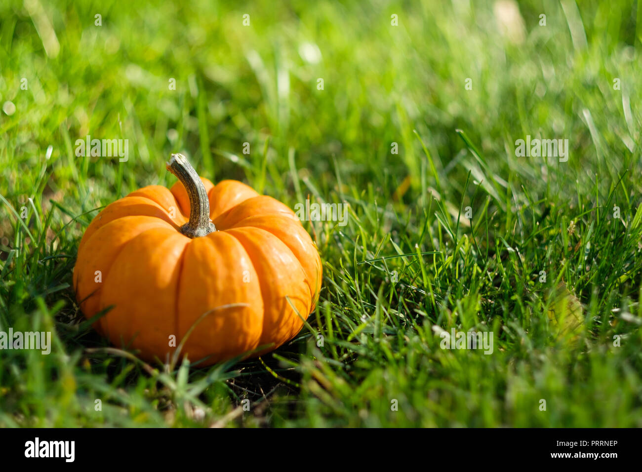 One pumpkin hi-res stock photography and images - Alamy