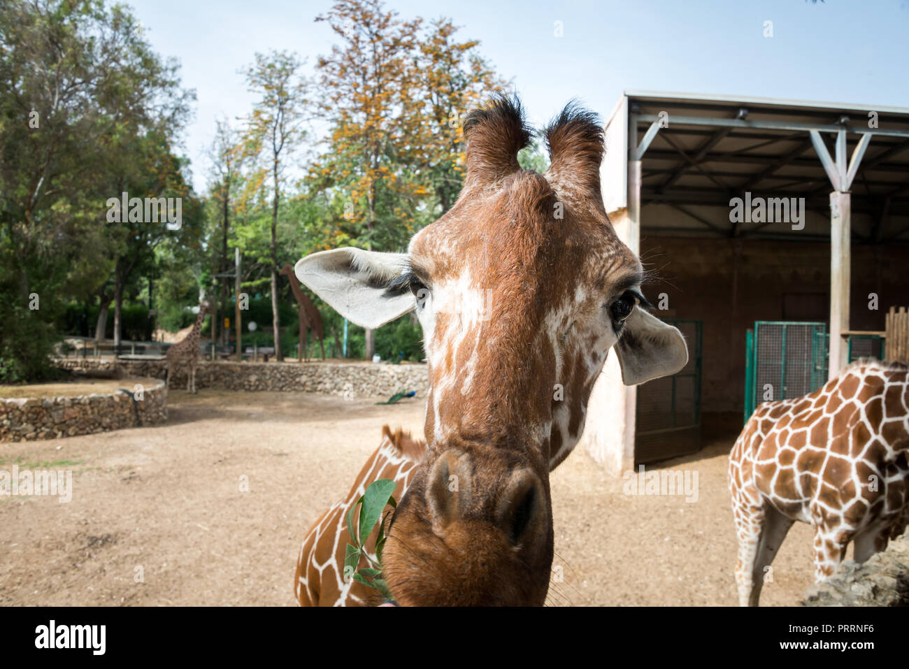 Morning Tour at Ramat Gan Safari Park, Israel Stock Photo - Alamy