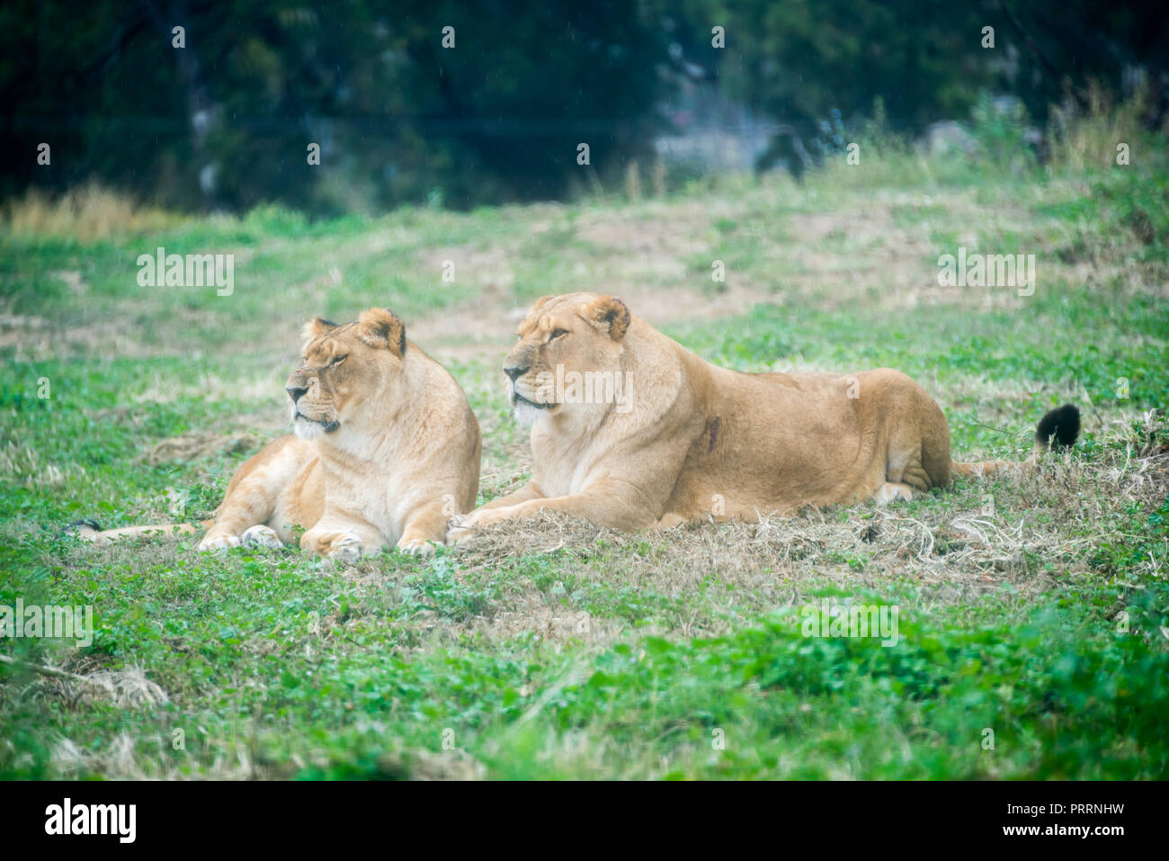 Morning Tour at Ramat Gan Safari Park, Israel Stock Photo - Alamy