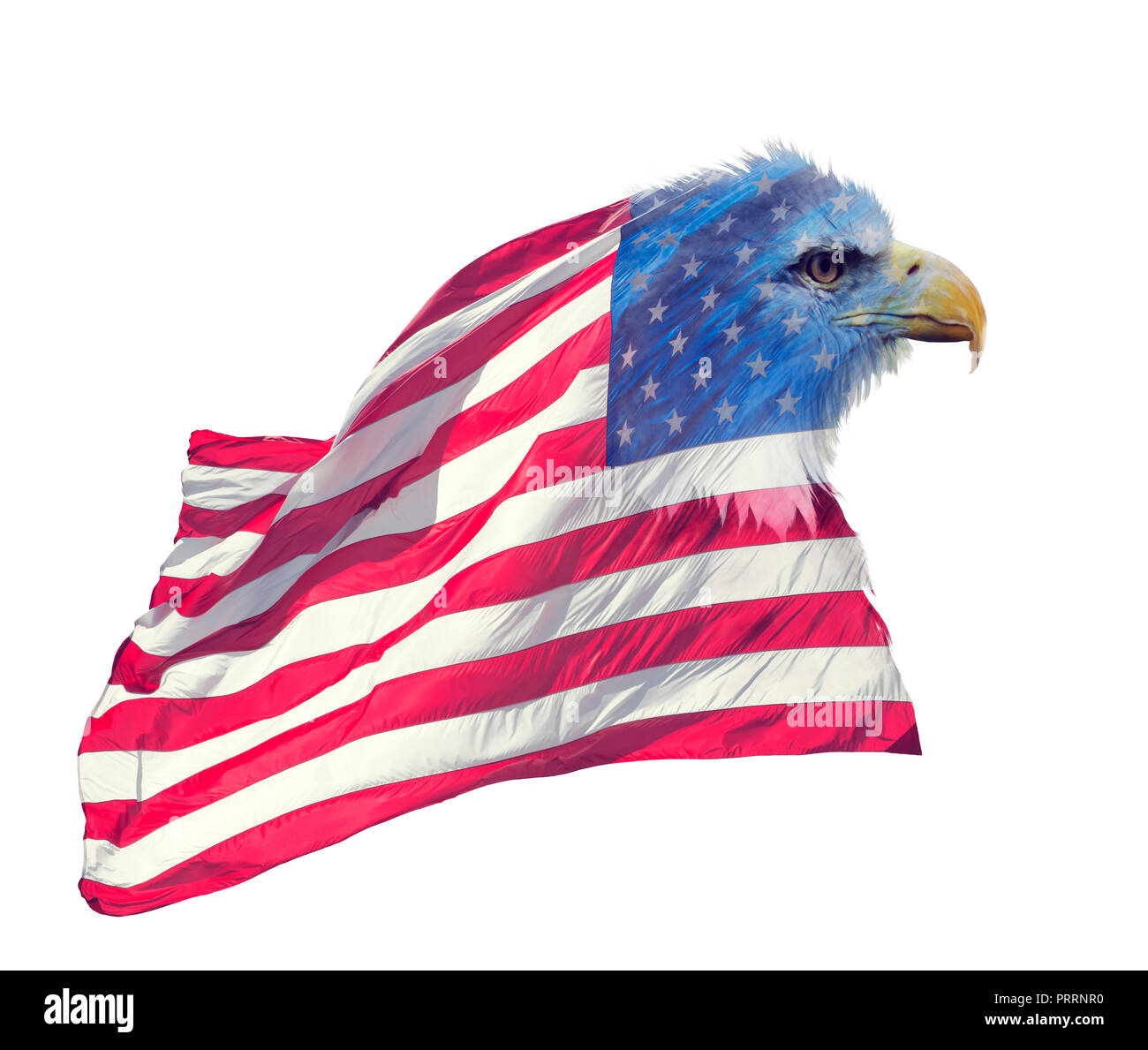 North american bald eagle Cut Out Stock Images & Pictures - Alamy