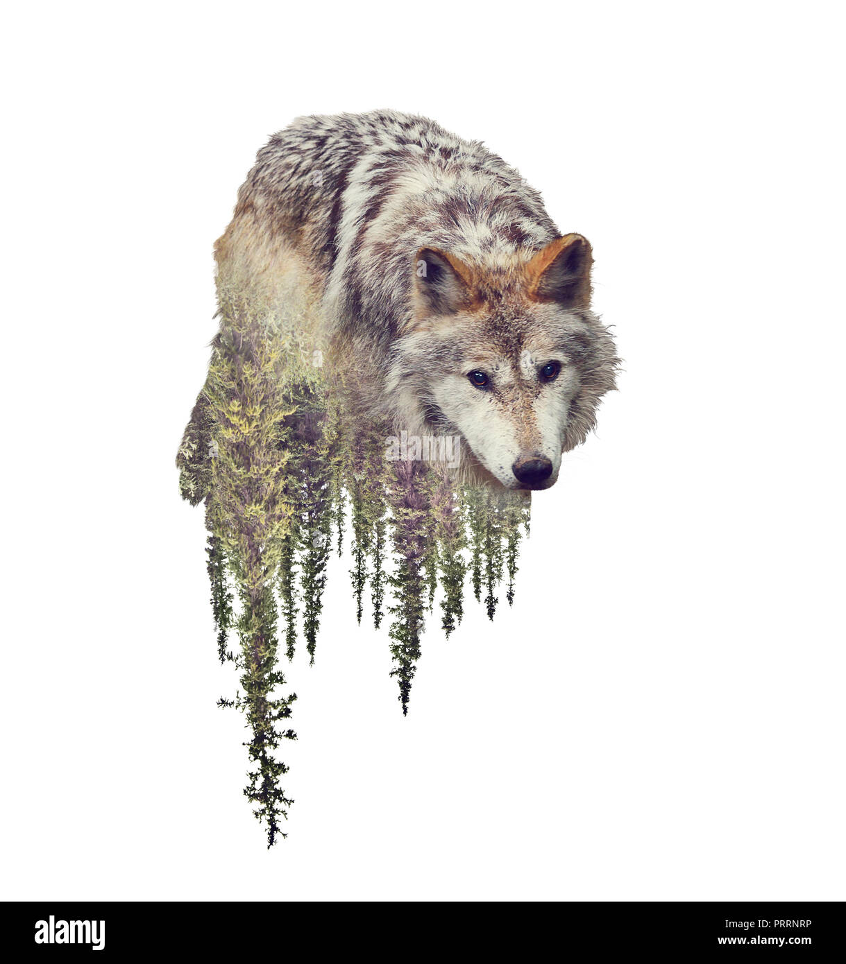 Double exposure of wolf and pine forest on white background Stock Photo ...