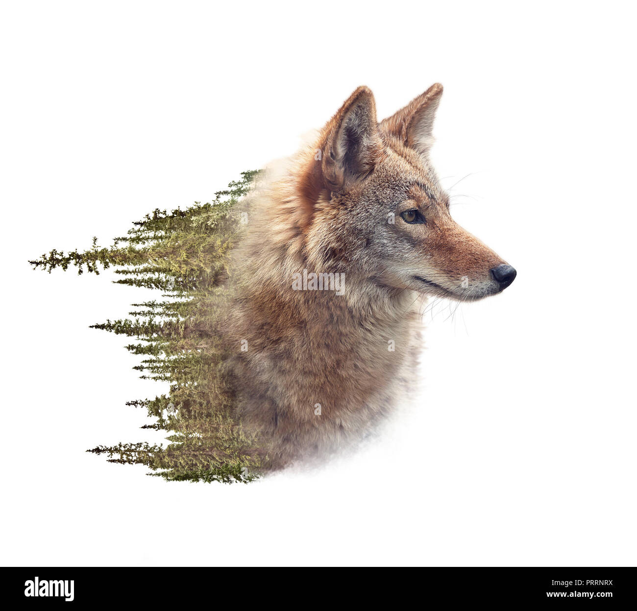 Double exposure of coyote portrait and pine forest on white background ...