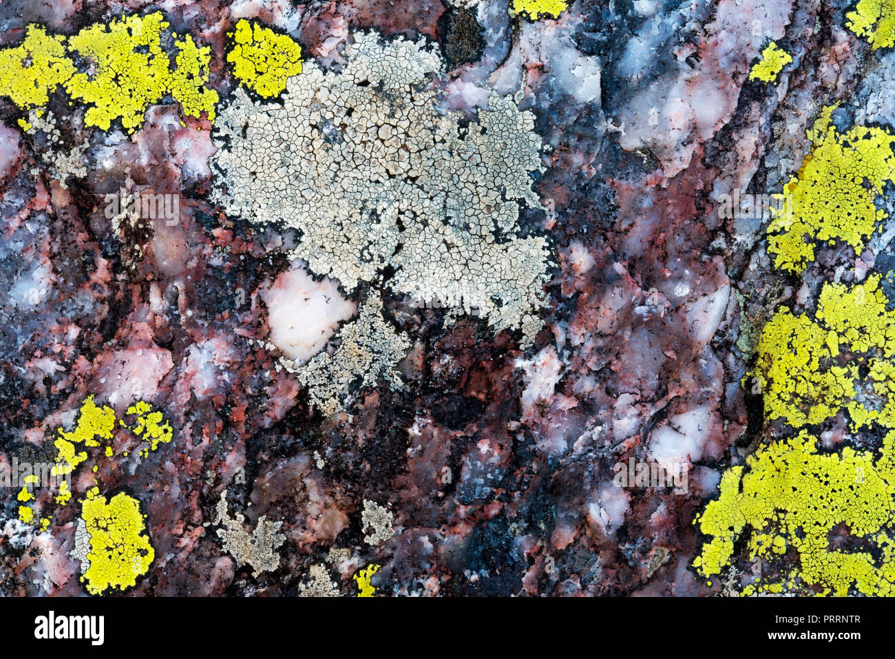 Red white lichens hi-res stock photography and images - Alamy