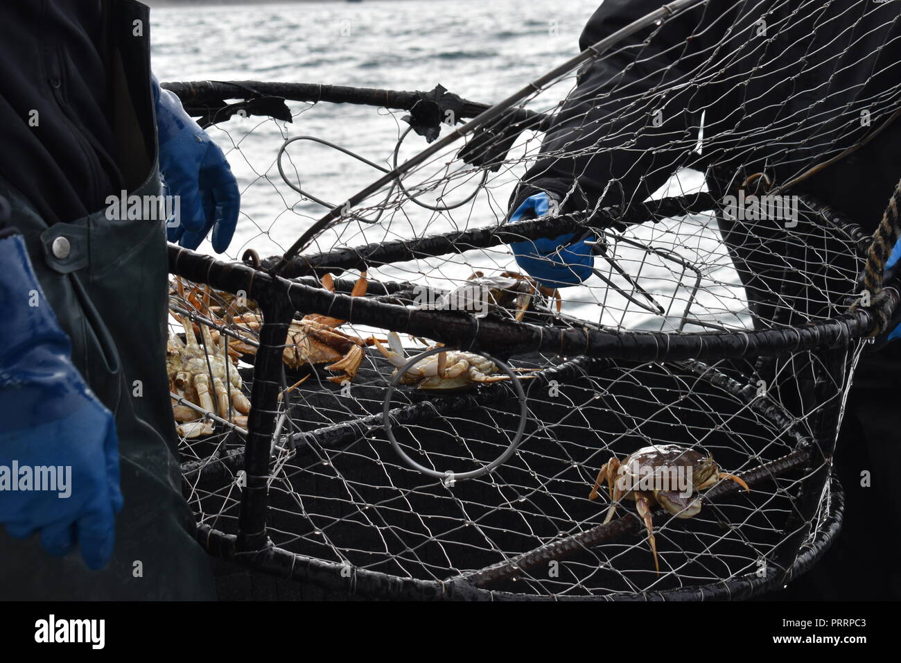 Dungeness crab pot hi-res stock photography and images - Alamy