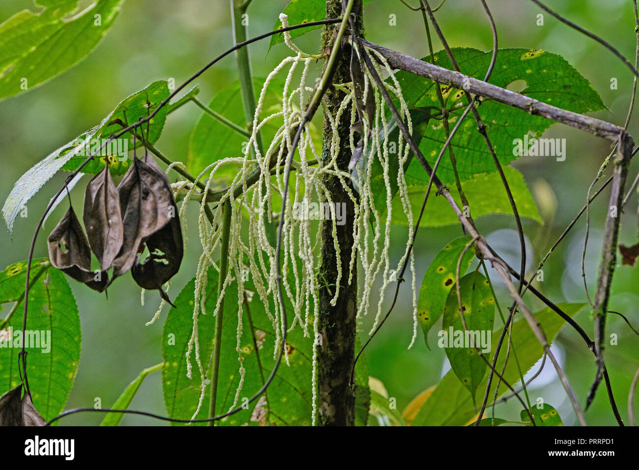 Seed Pods in vegetation in a the Mistico Arenal Cloud Forest in Costa ...