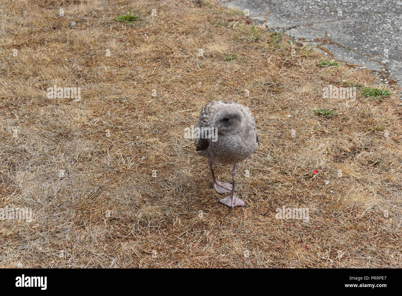Seagull at the oregon coast hi-res stock photography and images - Alamy
