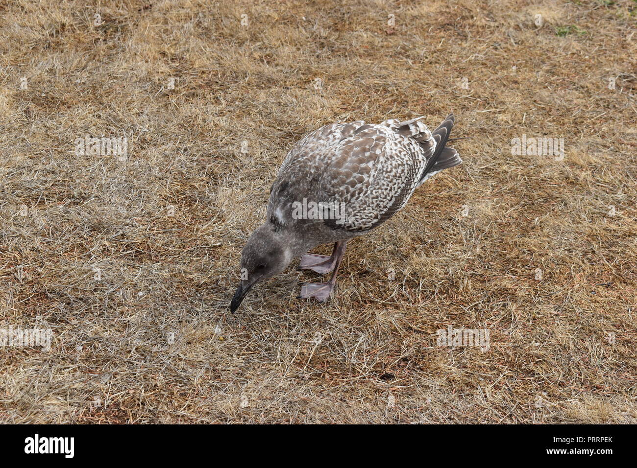 seagull on the Oregon coast Stock Photo - Alamy