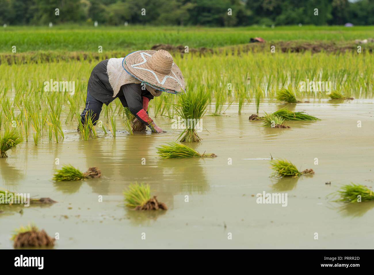 Transplanting shock hi-res stock photography and images - Alamy