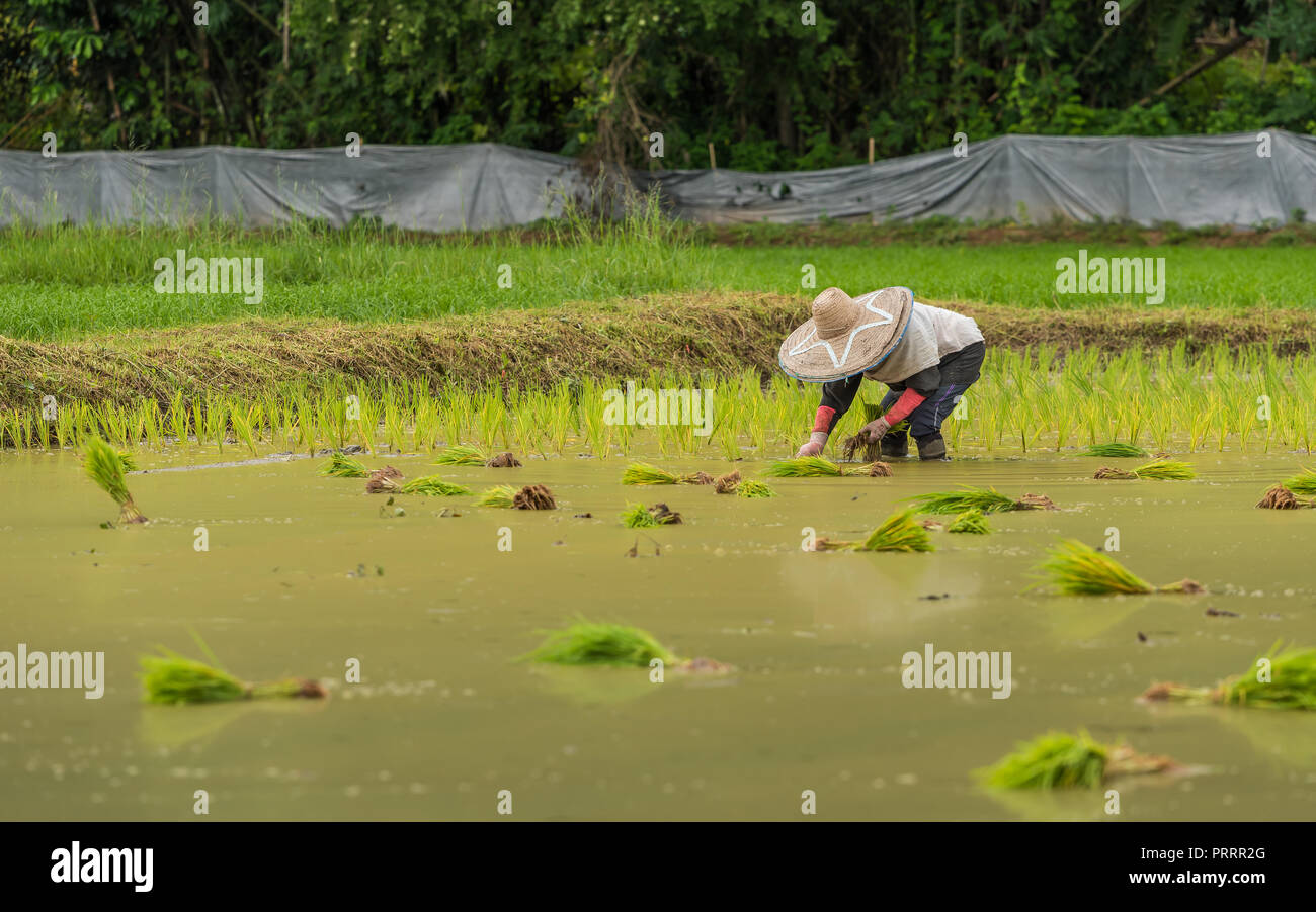 Transplanted rice seedlings field hi-res stock photography and images ...