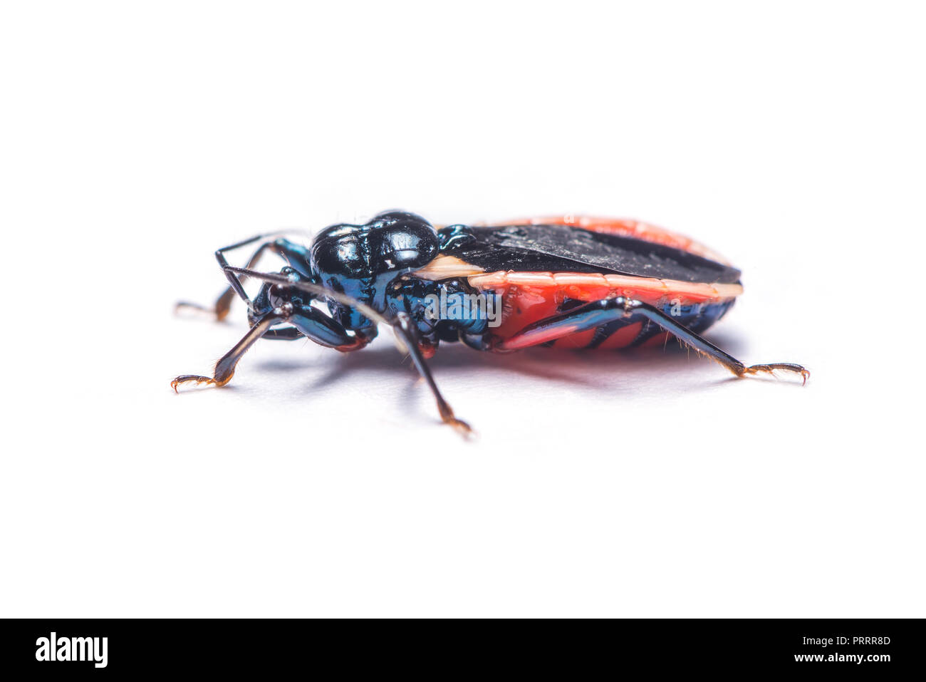 Assassin Bug or Hemiptera bug isolated on white background Stock Photo ...