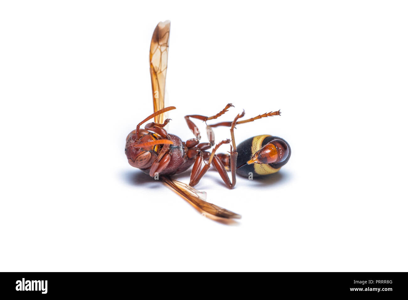 Dead red wasp isolated on white background Stock Photo - Alamy
