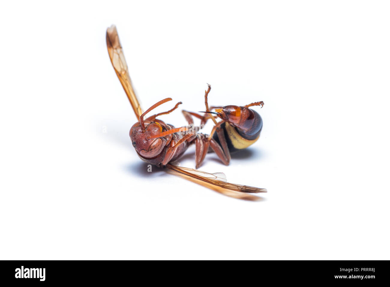 Dead red wasp isolated on white background Stock Photo - Alamy