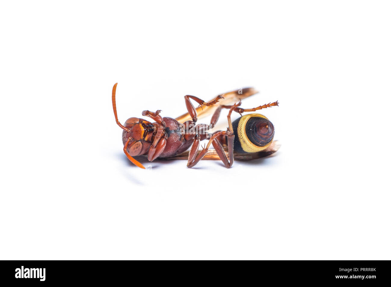 Dead red wasp isolated on white background Stock Photo - Alamy