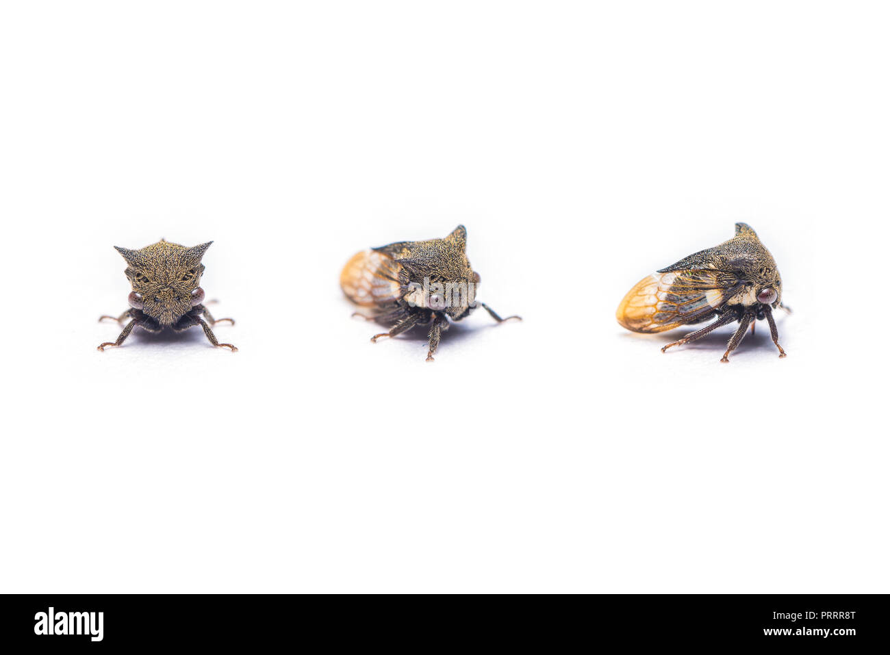 Membracidae Treehopper or cow bug isolated on white background Stock ...