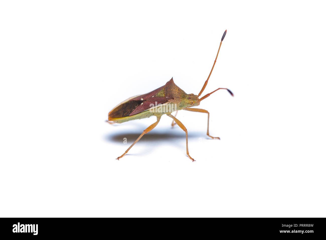 Assassin bug rostrum hi-res stock photography and images - Alamy