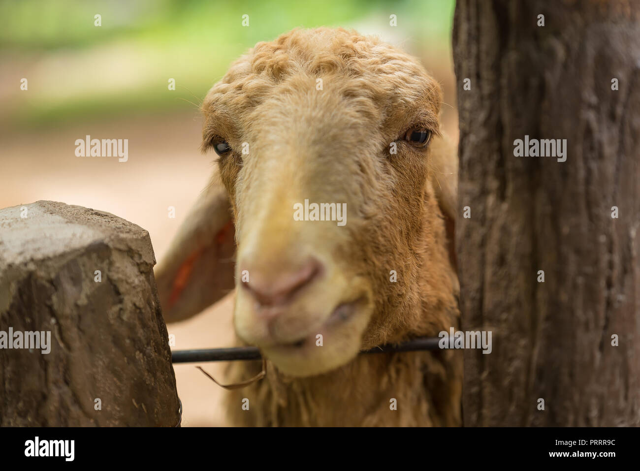 The sheep is begging for food Stock Photo - Alamy