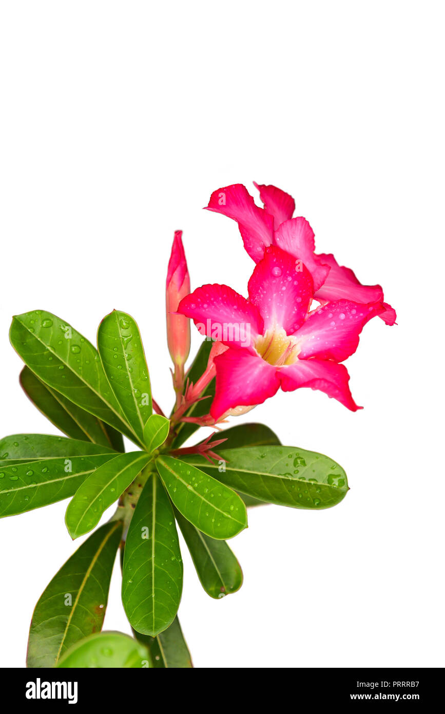Desert rose isolated on white background Stock Photo - Alamy