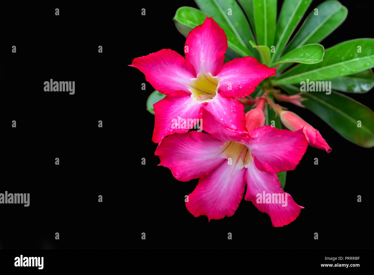 Desert rose isolated on black background Stock Photo - Alamy